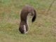 Breakdancing Stoats - The Steeple Times